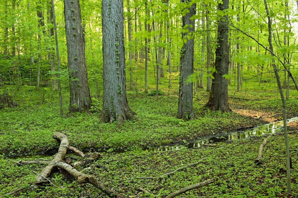 Meghalaya’s Mawphlang Sacred Forest & the Secrets Behind it ...